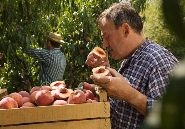 Organic Jam with No Added Sugar | 100% Fruit | Frutteto Italia